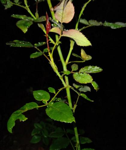 Desperate for Help - My Roses Are Dying! in the Roses forum - Garden.org