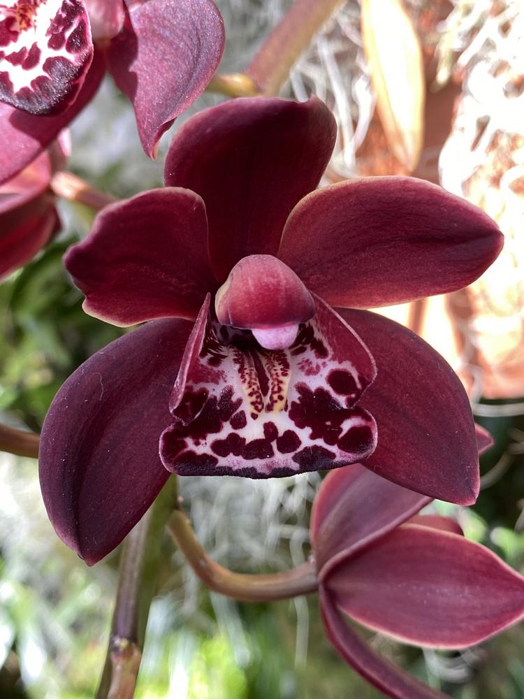 Orchid (Cymbidium Ruby Pendant) - Garden.org
