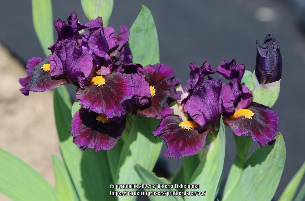 Photo of the bloom of Standard Dwarf Bearded Iris (Iris 'Cherry Hollow ...