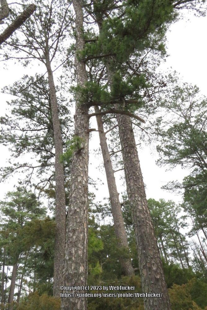 Photo of the entire plant of Pond Pine (Pinus serotina) posted by ...