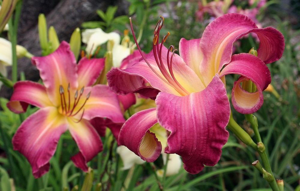 Daylily (Hemerocallis 'Raspberry Grin') in the Daylilies Database ...