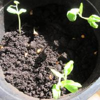 Photo of the seedling or young plant of Quince (Cydonia oblonga) posted ...