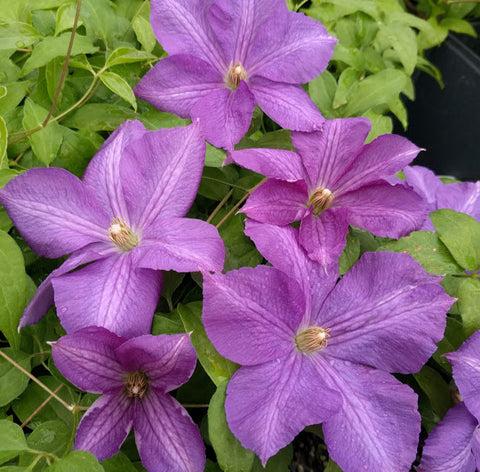 Clematis 'Victoria' in the Clematis Database - Garden.org