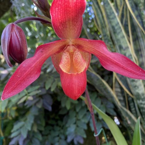 Orchid (Phragmipedium Inca Embers) - Garden.org