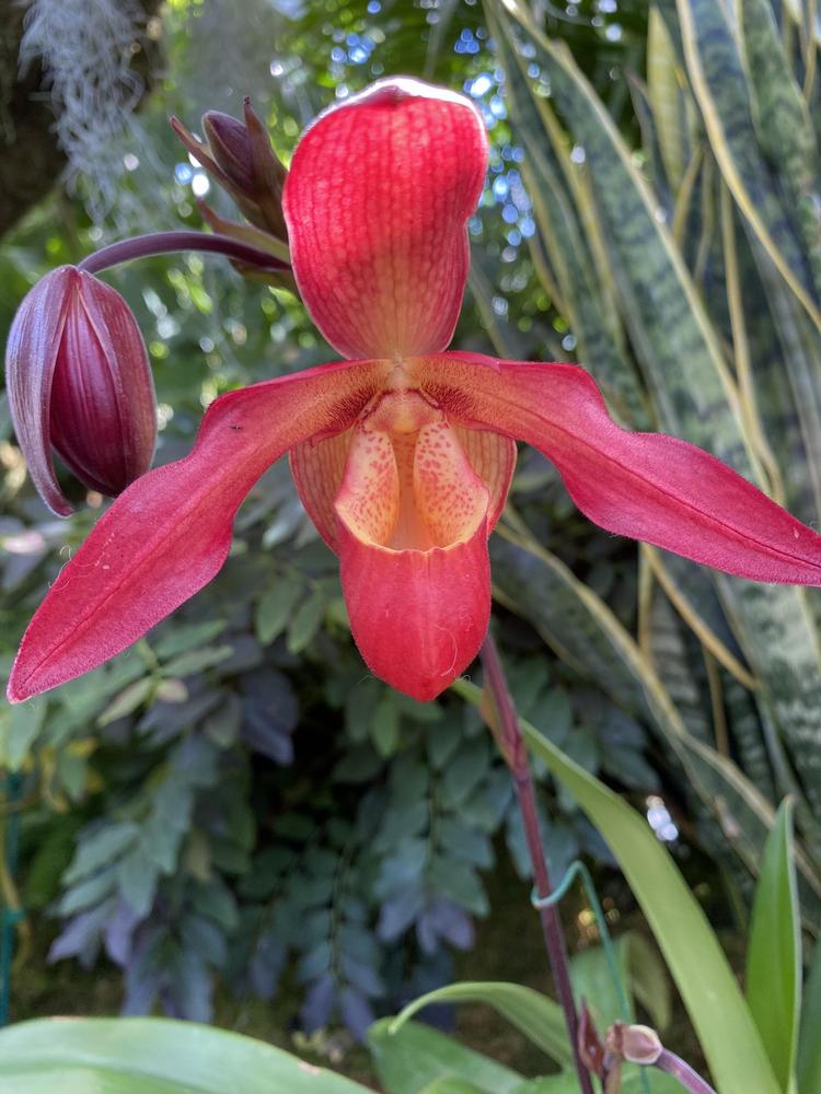 Orchid (Phragmipedium Inca Embers) - Garden.org