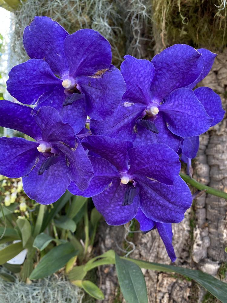 Photo of the bloom of Orchid (Vanda Pachara Delight 'Blue') posted by ...