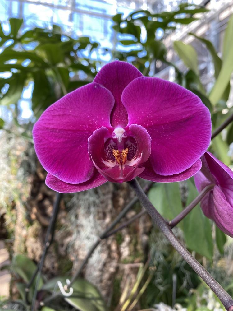 Photo of the bloom of Orchid (Phalaenopsis OX Queen) posted by SL ...