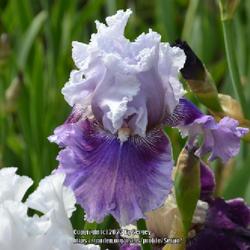 Tall Bearded Iris (Iris 'Frill of It All') in the Irises Database ...