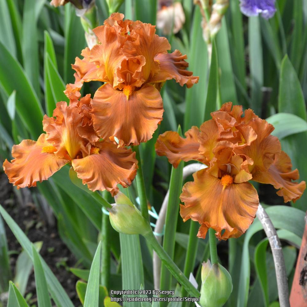 Photo of the bloom of Tall Bearded Iris (Iris 'Golden Panther') posted ...