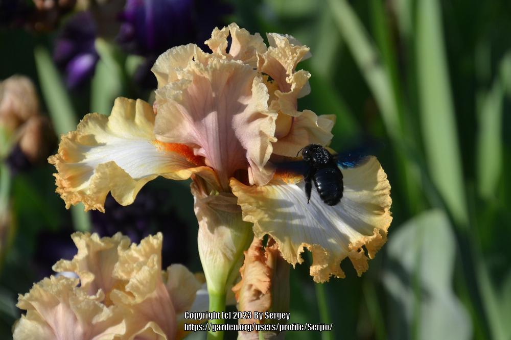 Photo of the bloom of Tall Bearded Iris (Iris 'Good on Ya') posted by ...