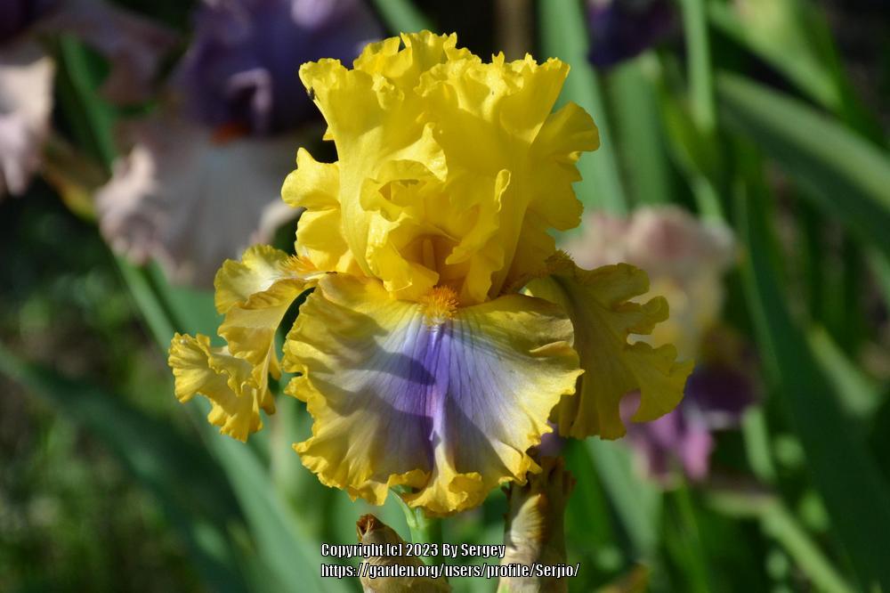 Photo of the bloom of Tall Bearded Iris (Iris 'Good Morning Sunshine ...