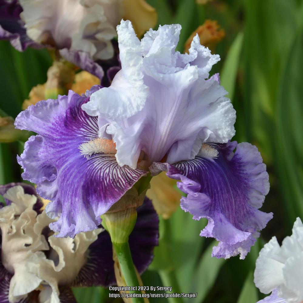 Photo of the bloom of Tall Bearded Iris (Iris 'Frill of It All') posted ...