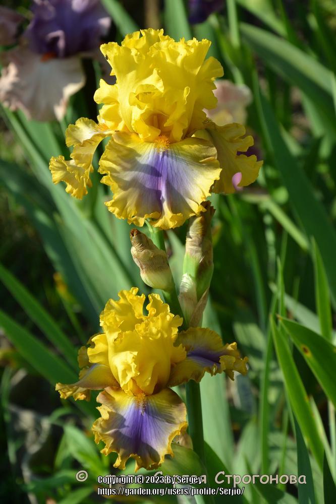 Photo of the bloom of Tall Bearded Iris (Iris 'Good Morning Sunshine ...