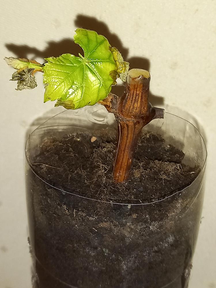 Grapevine dying after watering in the Ask a Question forum - Garden.org