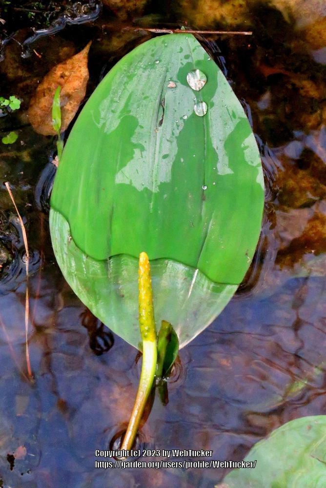 Golden Club (Orontium aquaticum) - Garden.org
