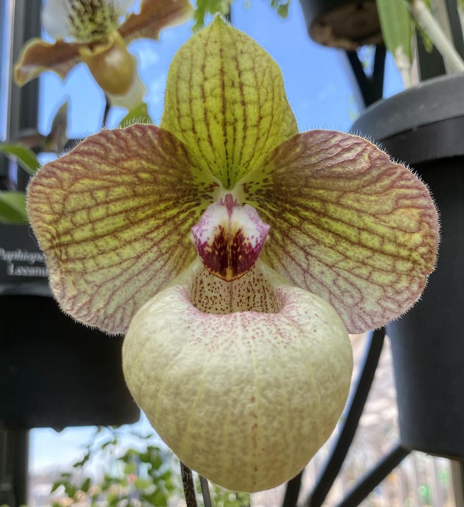 Orchid (Paphiopedilum x fanaticum) - Garden.org