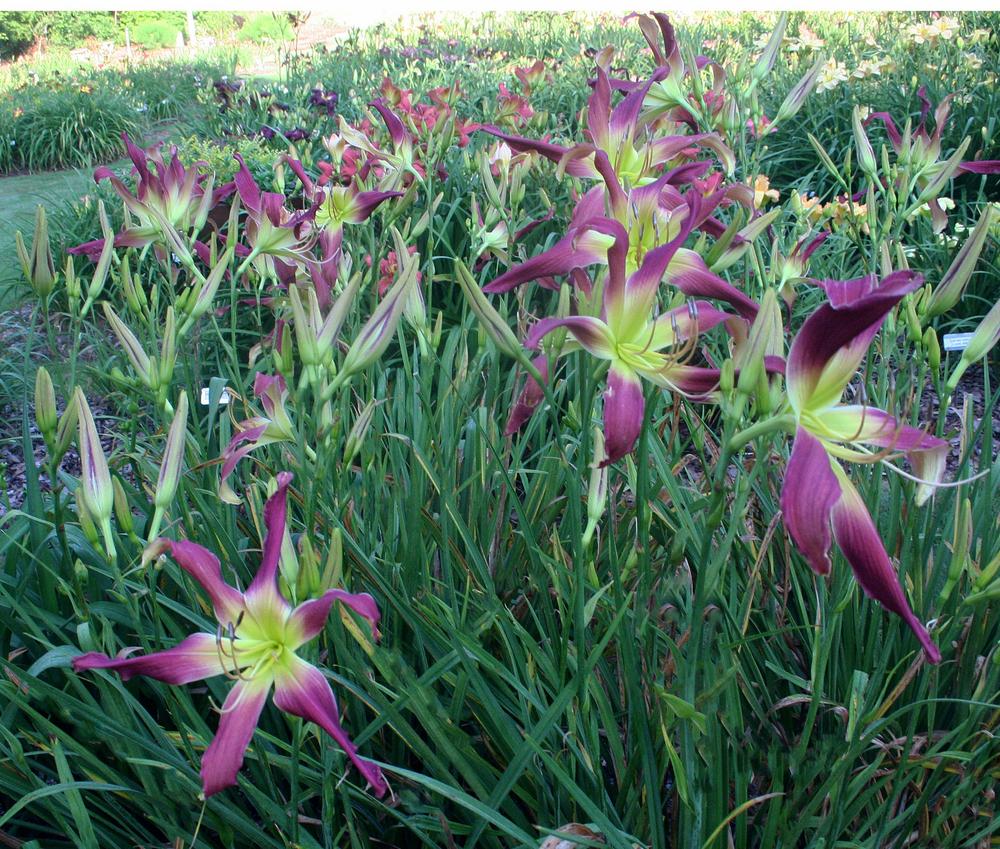 Photo of the bloom of Daylily (Hemerocallis 'Raspberry Propeller ...