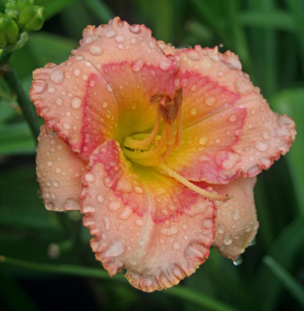 Photo of the bloom of Daylily (Hemerocallis 'Raspberry Winter') posted ...