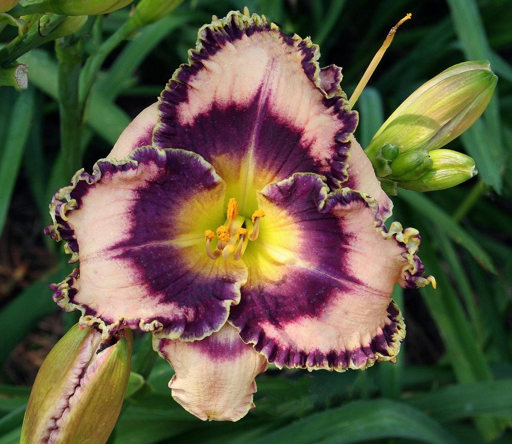 Photo of the bloom of Daylily (Hemerocallis 'Razzle Dazzle Candy ...