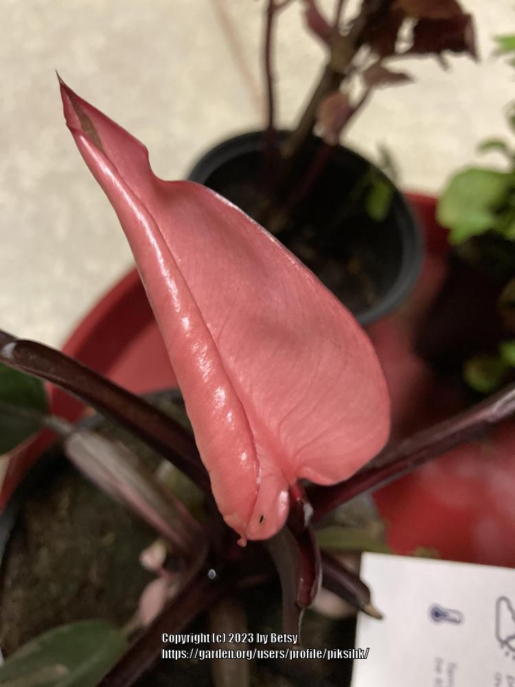 Blushing Philodendron (Philodendron erubescens 'Pink Princess') in the ...