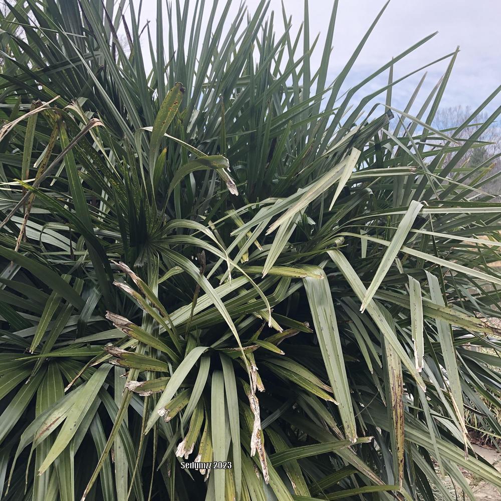 Needle Palm (Rhapidophyllum hystrix) - Garden.org