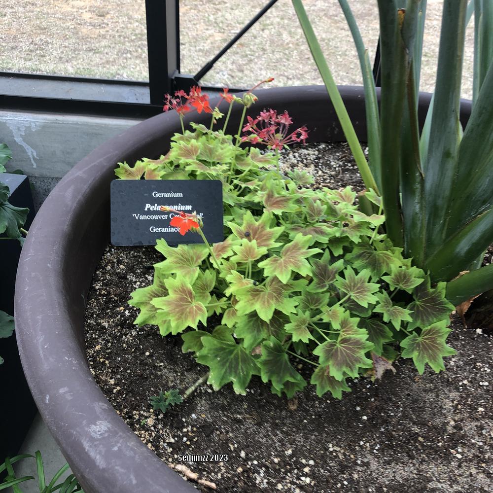 Photo of the entire plant of Zonal Geranium (Pelargonium x hortorum ...