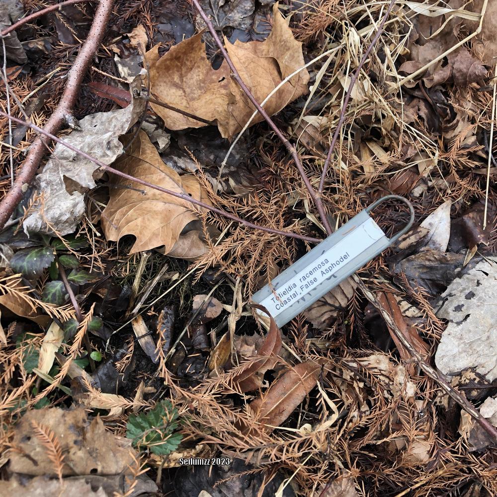 Coastal False Asphodel (Triantha racemosa) - Garden.org