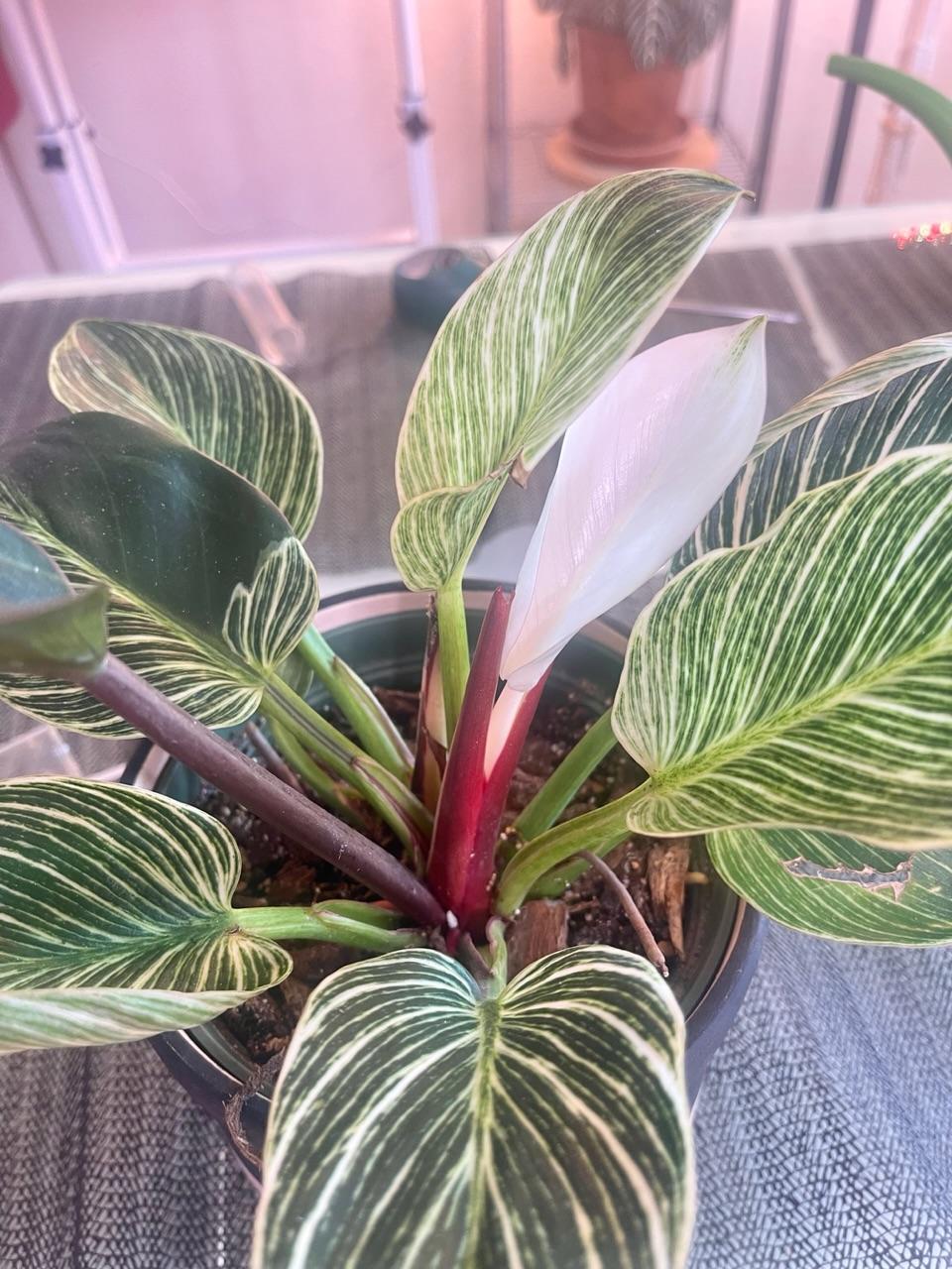 Posting plant photos in the Ask a Question forum - Garden.org