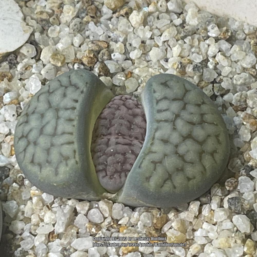 Photo of the emerging growth of Living Stones (Lithops schwantesii var ...