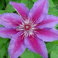 Photo of the bloom of Clematis 'Fireworks' posted by Joy - Garden.org