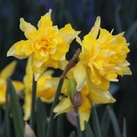 Double Daffodil (Narcissus 'Telamonius Plenus') in the Daffodils ...