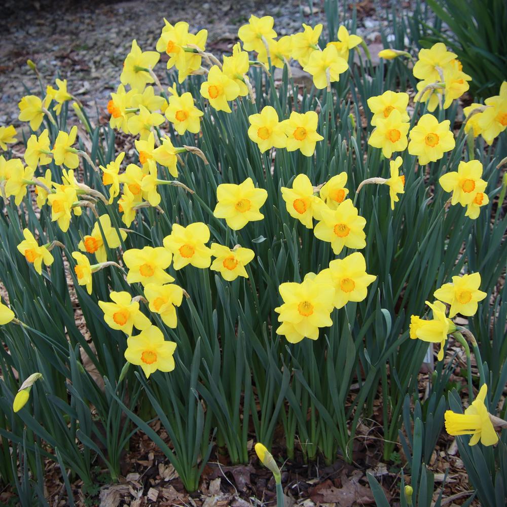 Photo of the entire plant of Large-cupped Daffodil (Narcissus 'Juanita ...