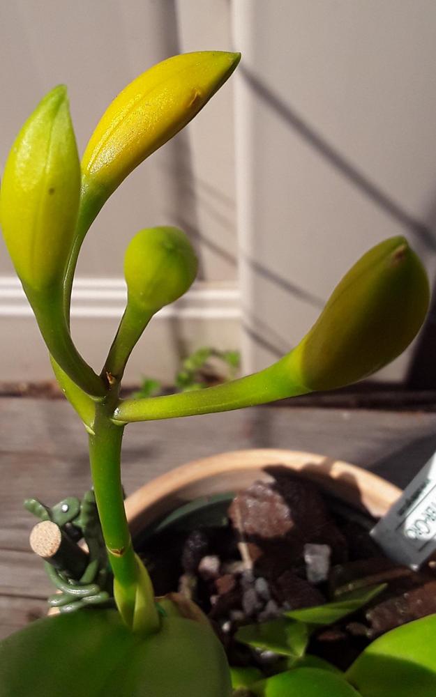 Photo of the closeup of buds, sepals and receptacles of Orchid ...