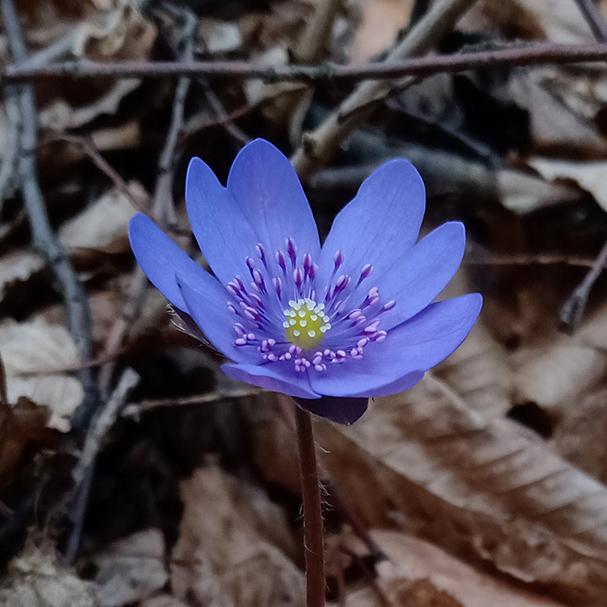 Photo of the bloom of Hepatica transsilvanica posted by PaleoTemp ...