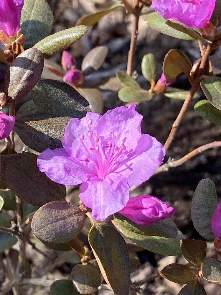 Photo of the bloom of Rhododendron (Rhododendron mucronulatum subsp ...