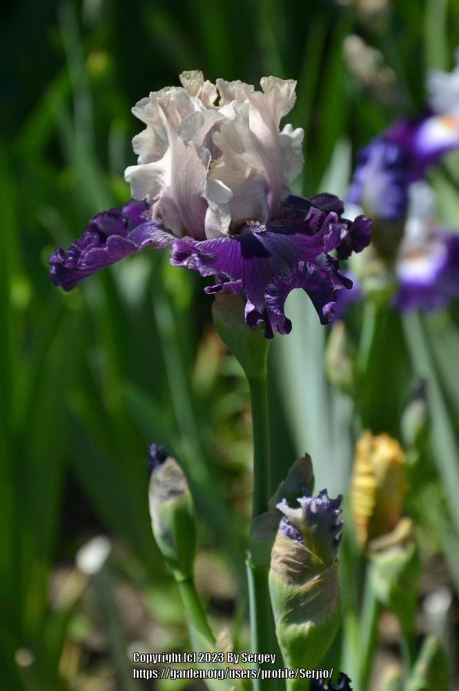 Photo of the bloom of Tall Bearded Iris (Iris 'Fast Talker') posted by Serjio - Garden.org
