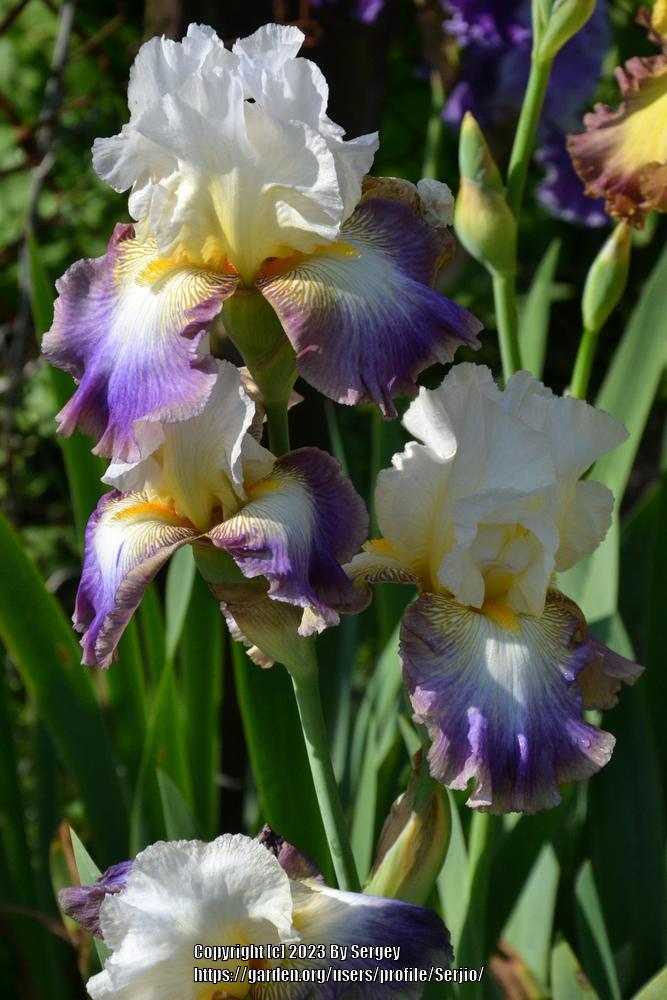 Photo of the bloom of Tall Bearded Iris (Iris 'Fall Enterprise') posted by Serjio - Garden.org
