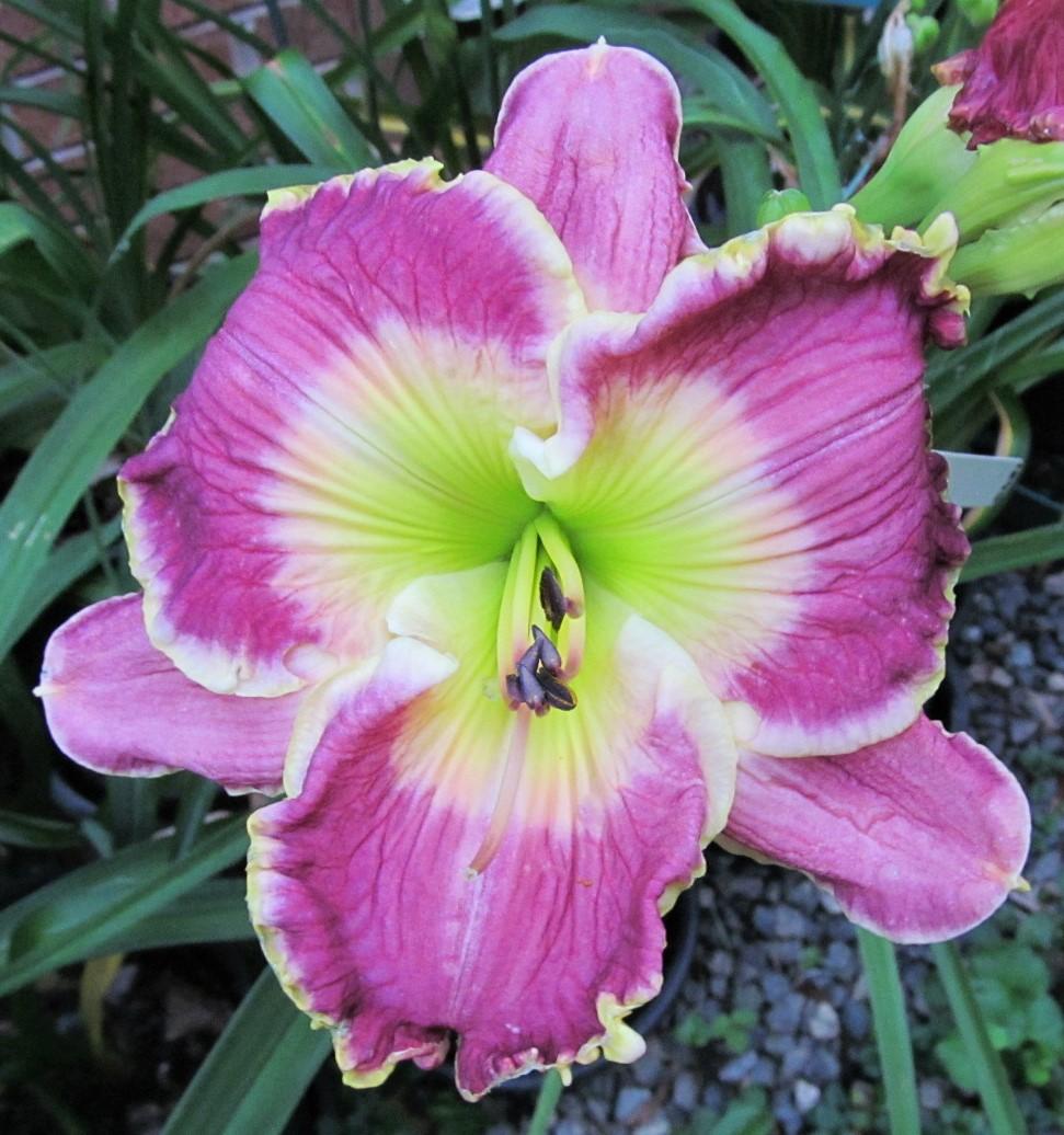Photo of the bloom of Daylily (Hemerocallis 'Indigo Ruffles') posted by ...