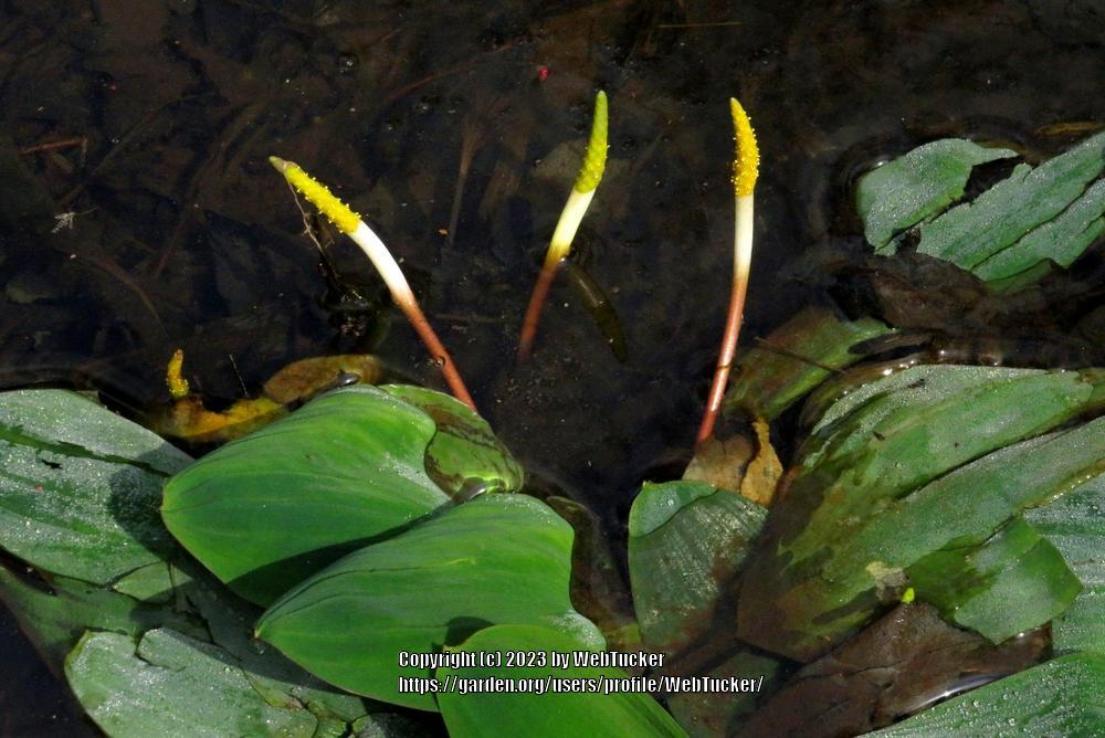 Photo of the entire plant of Golden Club (Orontium aquaticum) posted by ...