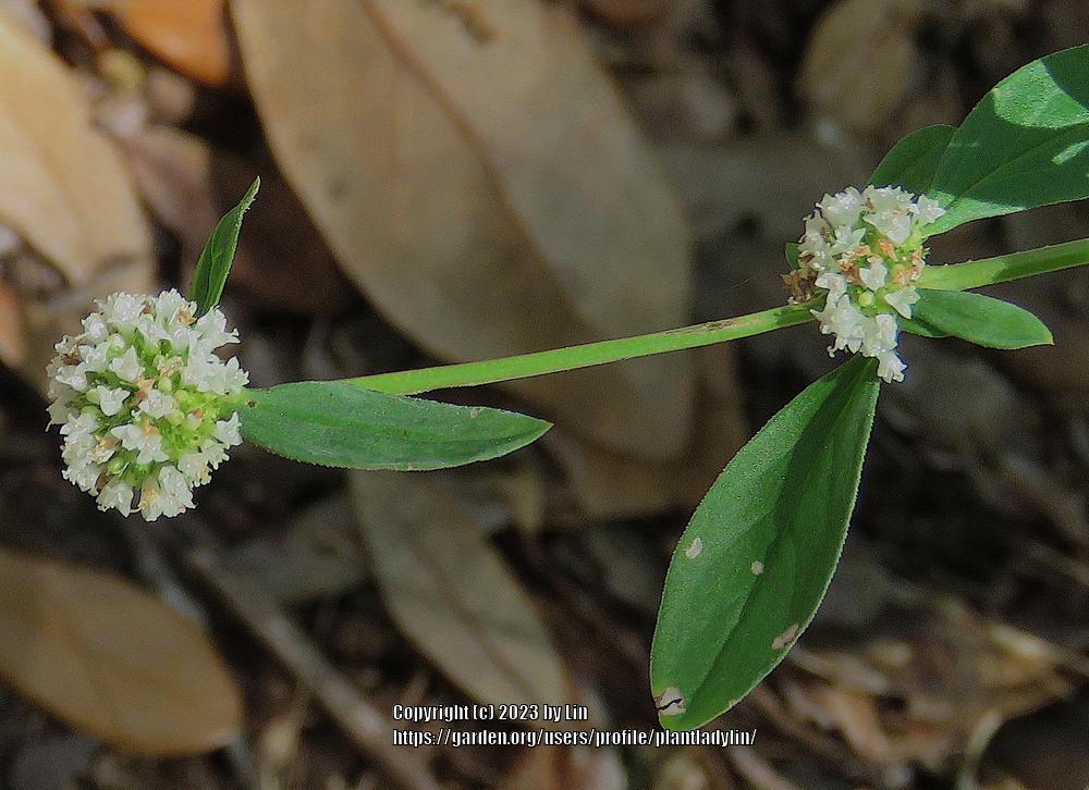 Photo of the bloom of Shrubby False Buttonweed (Spermacoce verticillata ...
