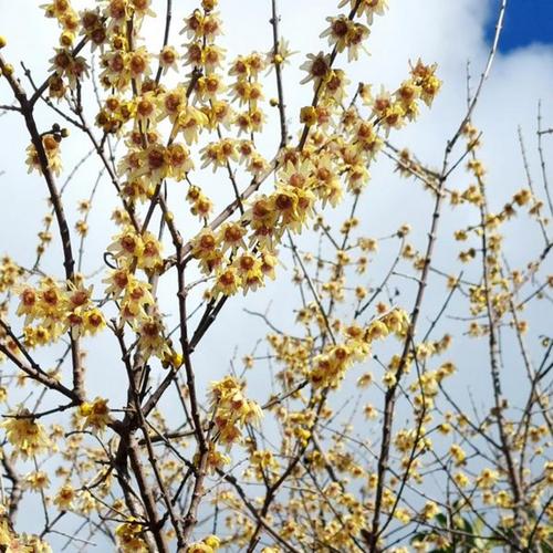 Fragrant Wintersweet Tree (Chimonanthus praecox) - Garden.org