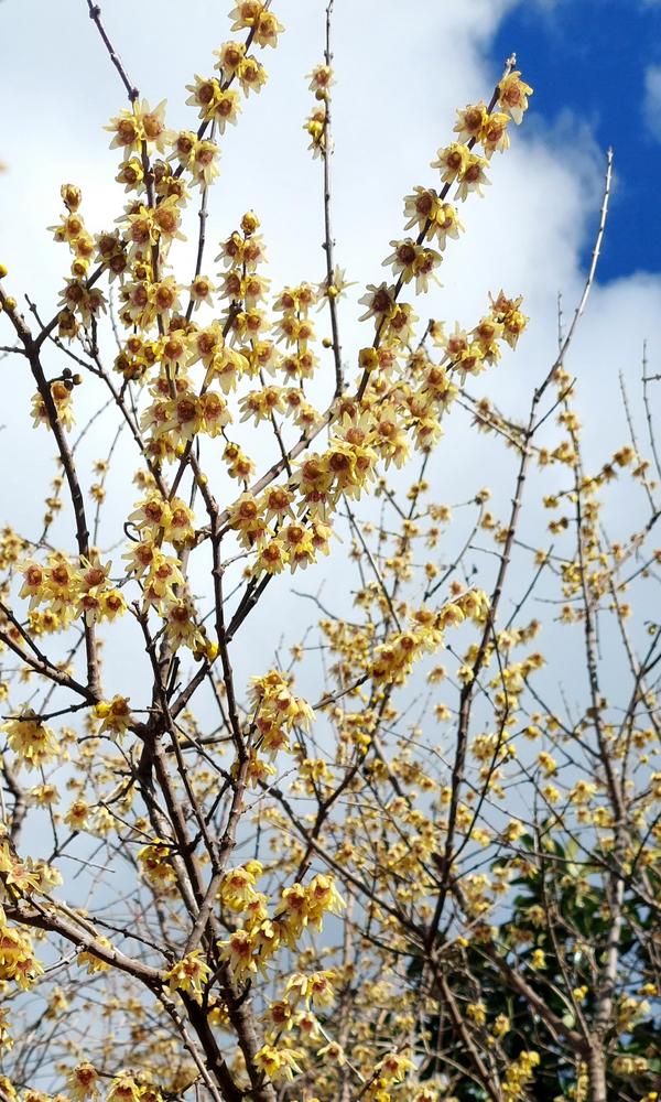 Fragrant Wintersweet Tree (Chimonanthus praecox) - Garden.org