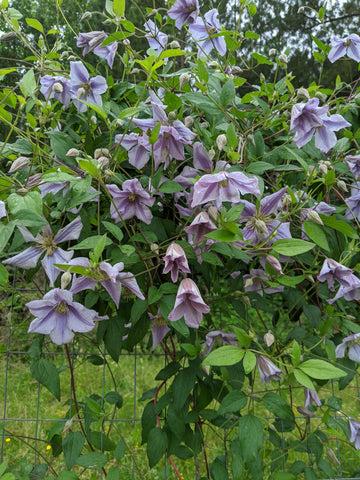 Photo of the entire plant of Clematis (Clematis viticella 'Chatsworth ...