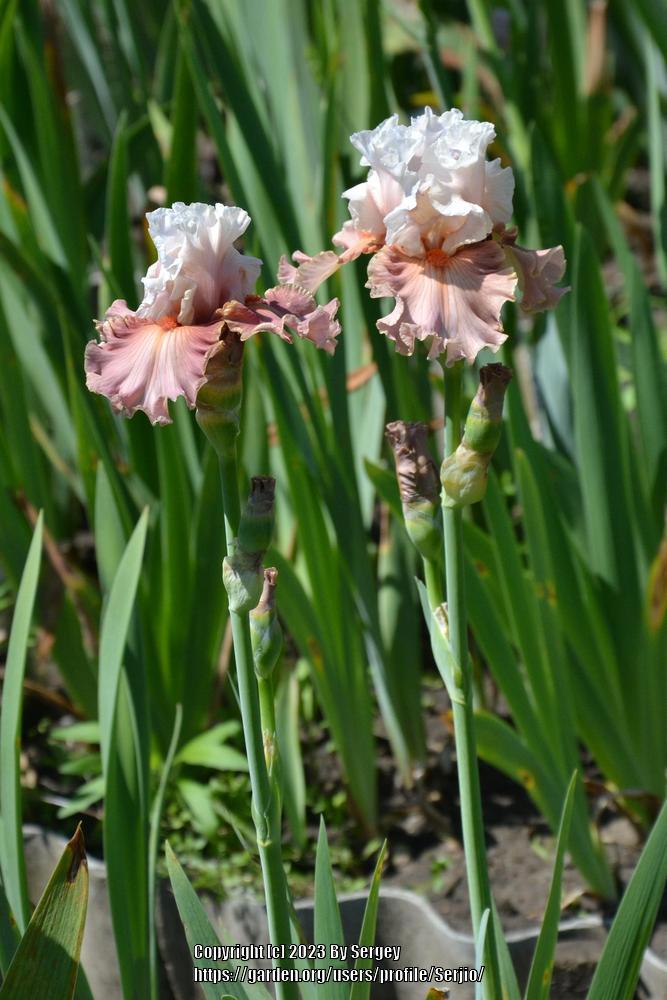 Photo of the bloom of Tall Bearded Iris (Iris 'Emblematic') posted by ...