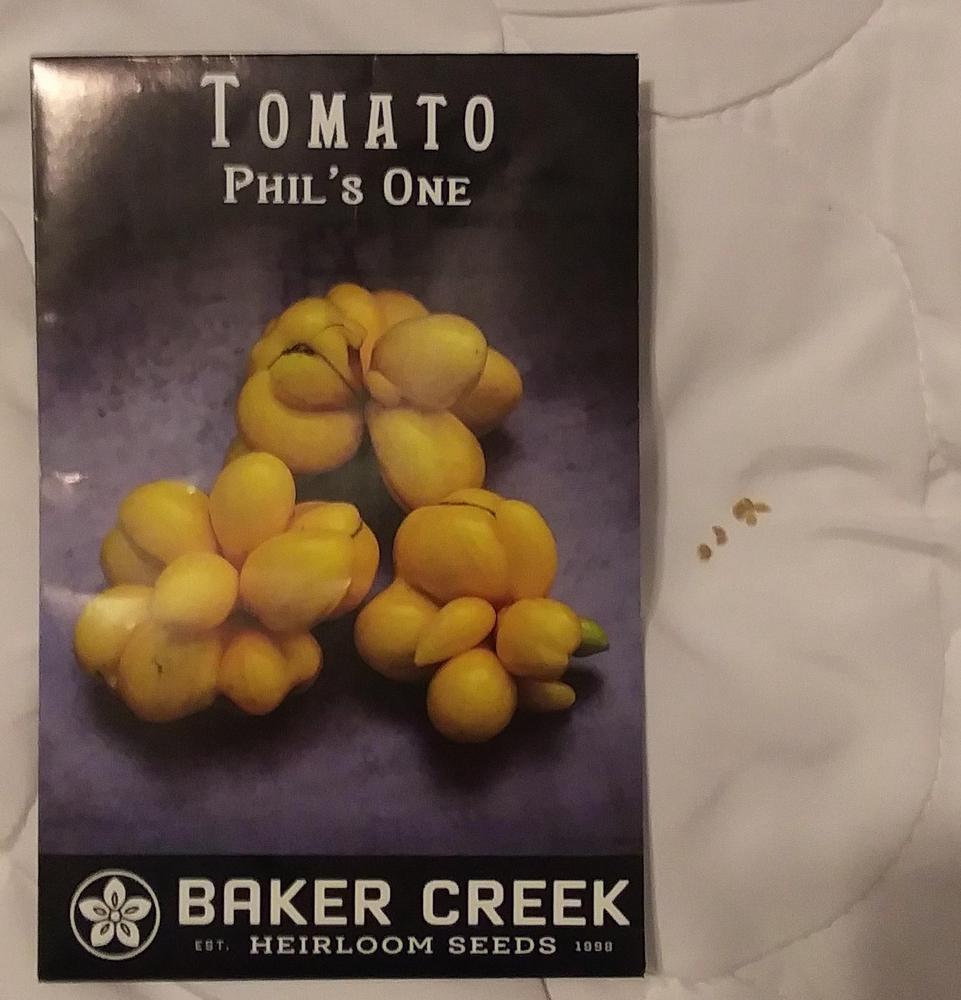 Tomato (Solanum lycopersicum 'Phil's One') in the Tomatoes Database ...