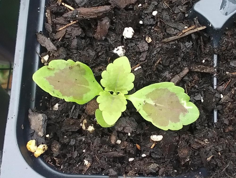 Photo of the seedling or young plant of Coleus (Coleus scutellarioides ...