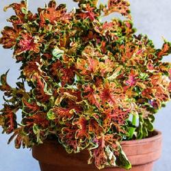 Photo of the seedling or young plant of Coleus (Coleus scutellarioides ...