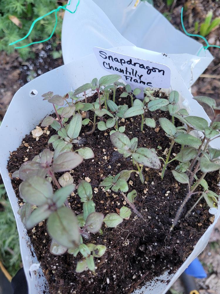 Photo of the seedling or young plant of Snapdragon (Antirrhinum majus ...