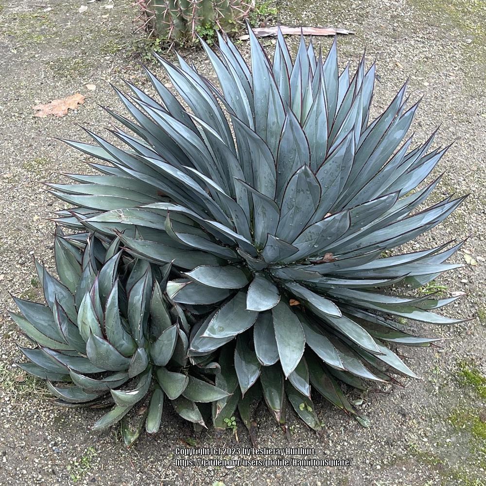 Photo of the entire plant of Agave 'Blue Glow' posted by HamiltonSquare ...