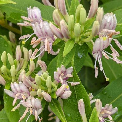 Honeysuckle (Lonicera Candy Swirl) in the Honeysuckles Database ...
